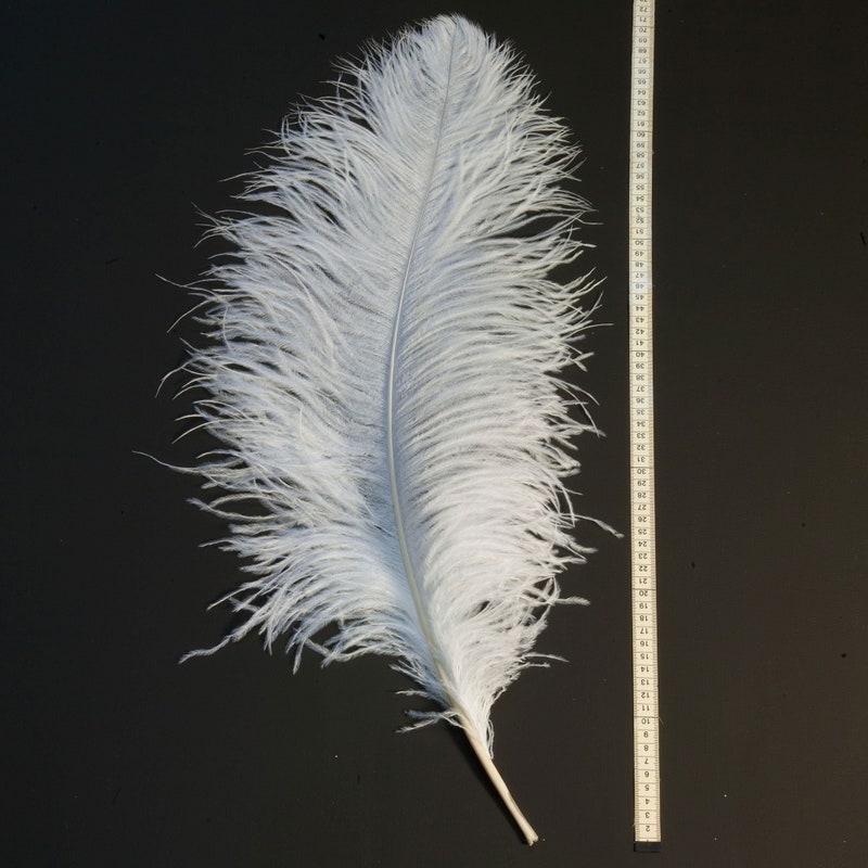 Large Feathers - Etsy