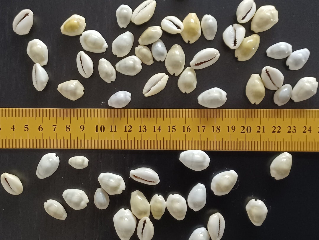 Cowrie Shells Natural Cream Shells Shell Beads for Boho Hipi Jewelry ...