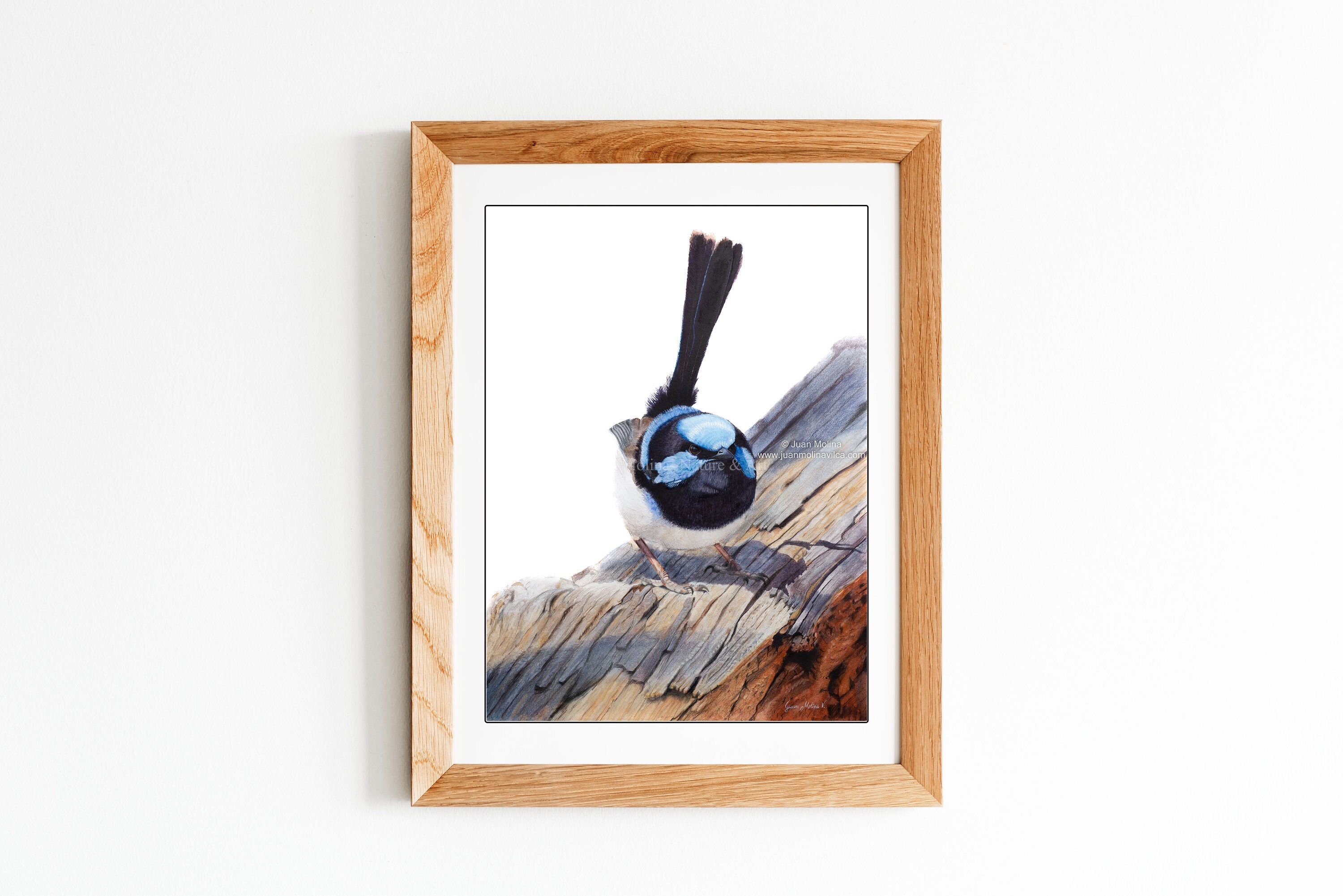 Superb Fairy-wren Portrait - Museum Quality Prints From Original ...
