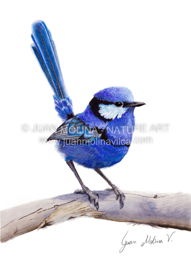 Splendid Fairy-wren Portrait - Fine Art Prints From Original ...