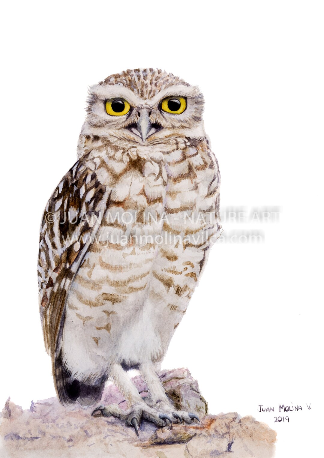 Burrowing Owl Portrait - Fine Art, Museum Quality Prints - Etsy