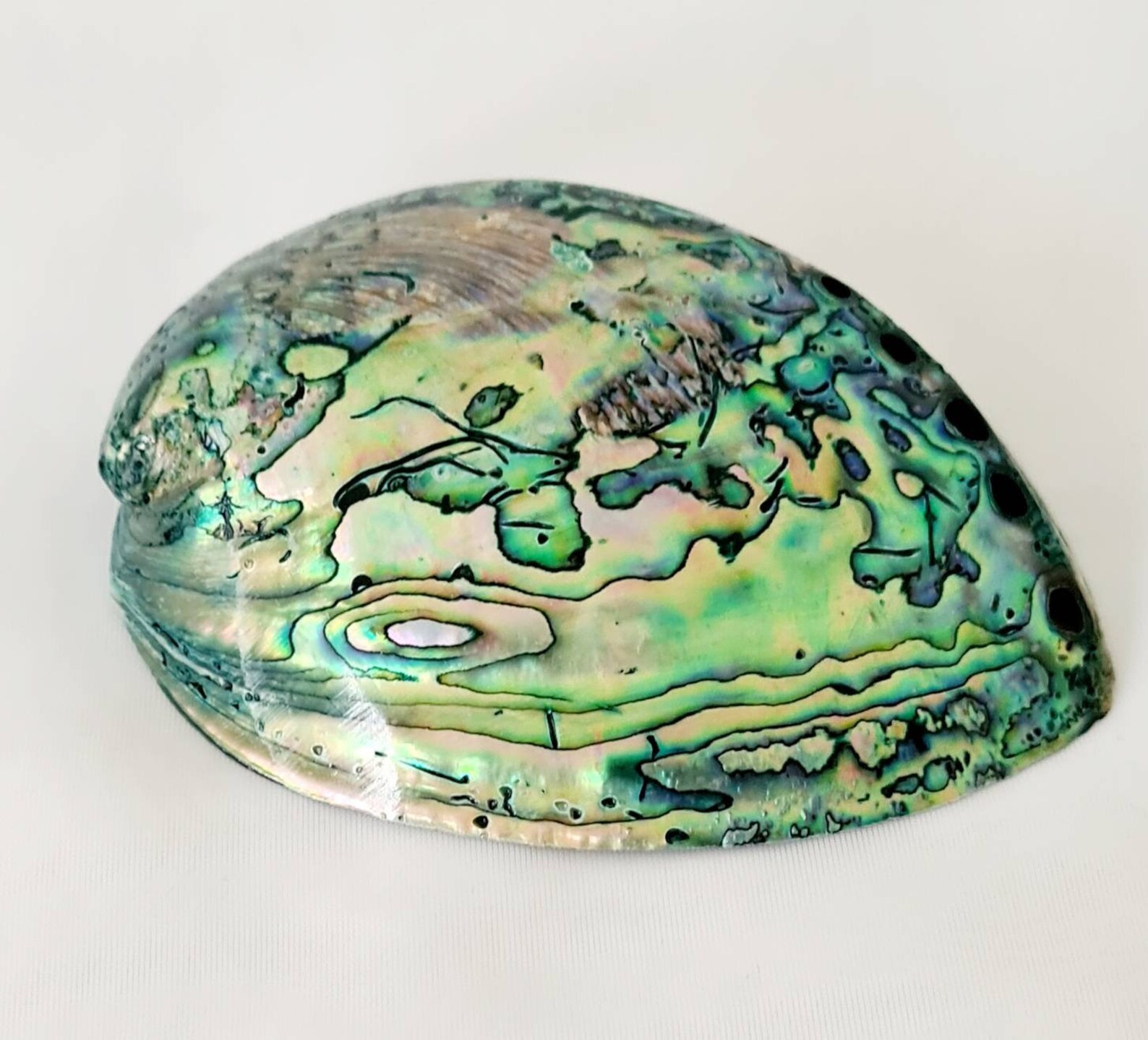 Vintage Boxed Paua Shell From New Zealand Ocean Gems Shell | Etsy