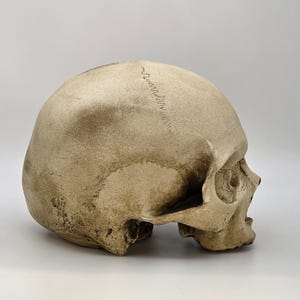 Toothless Human Skull Replica . Realistic Plaster of Paris Life Size ...