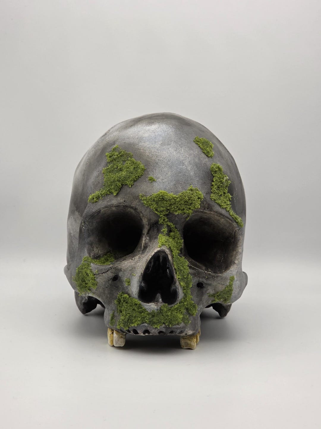 Mossy Skull . Plaster of Paris Life Size Human Skull Replica. - Etsy