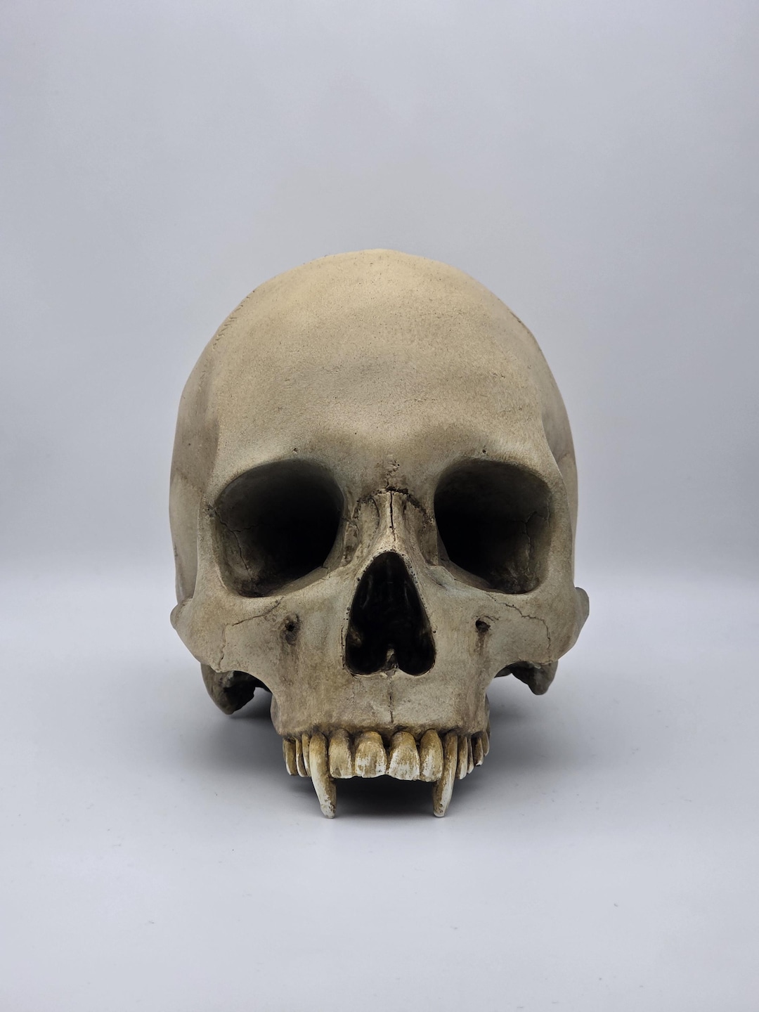 Vampire Skull .plaster of Paris Life Size Human Skull Replica. - Etsy