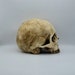 Old Skull Plaster of Paris Life Size Human Skull Replica . - Etsy