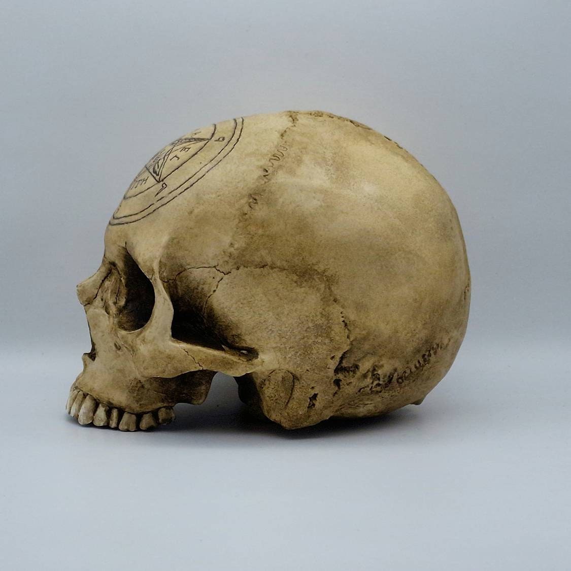 Baphomet Skull . Plaster of Paris Life Size Human Skull - Etsy