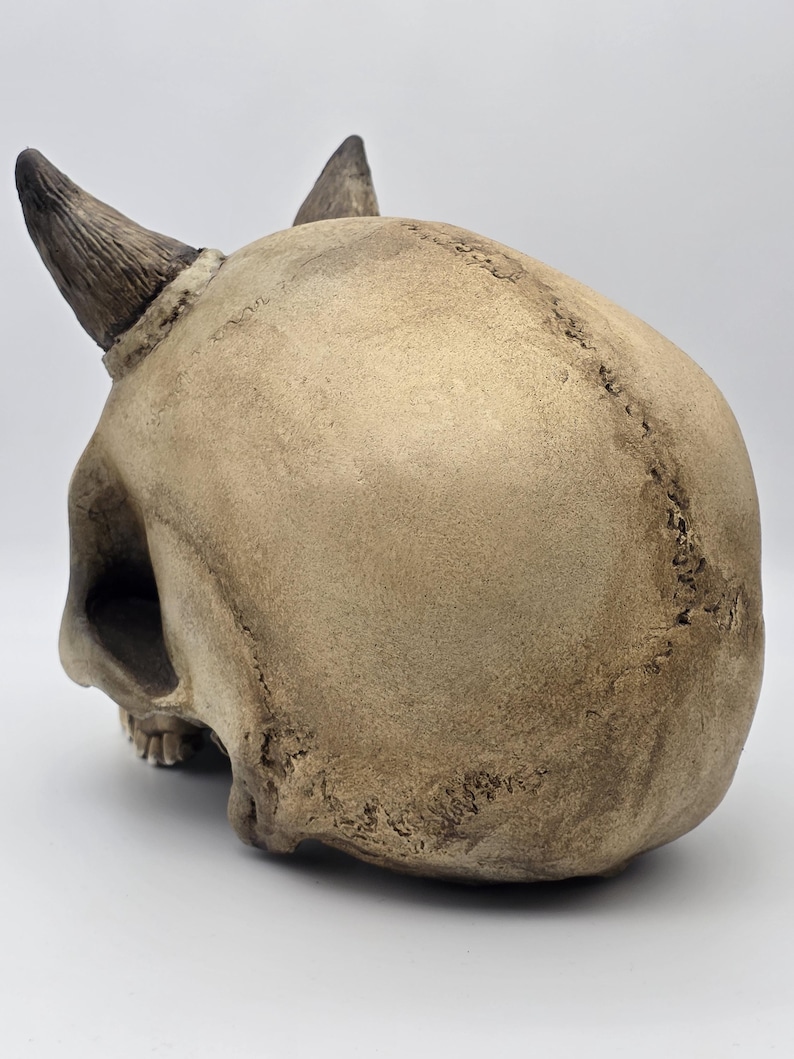Horned Skull With Small Horns . Plaster of Paris Life Size Human Skull ...