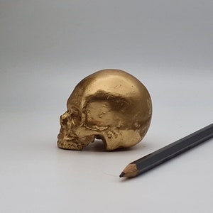 Gold Effect Solid Tiny Human Half Skull Ornament. Small Replica Plaster ...