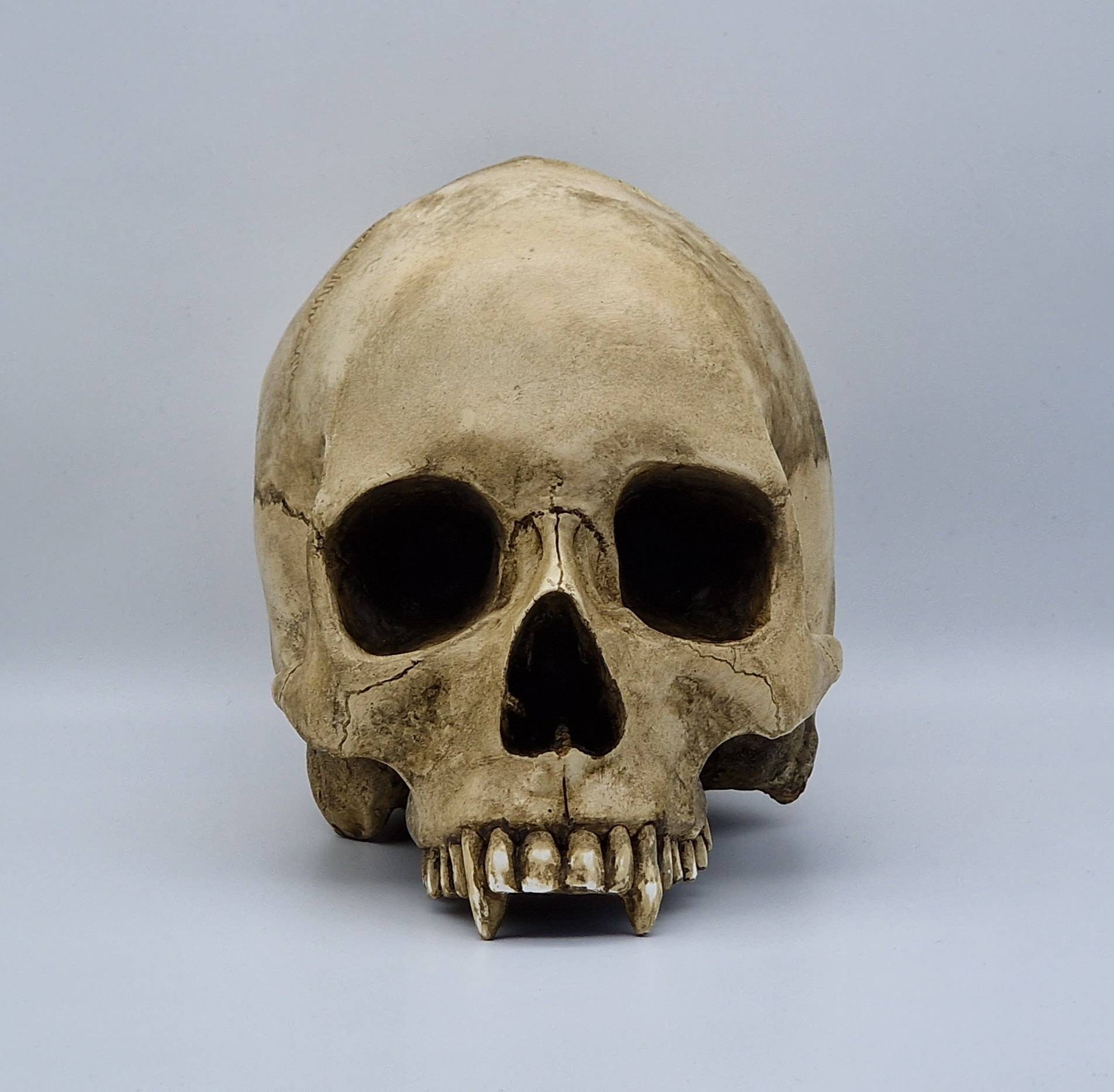 Real Vampire Skull