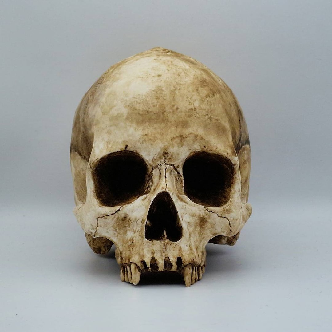 Toothless. Plaster of Paris Life Size Human Skull Replica. - Etsy UK