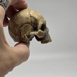 Solid Tiny Human Half Skull Ornament. Small Replica Plaster of Paris ...