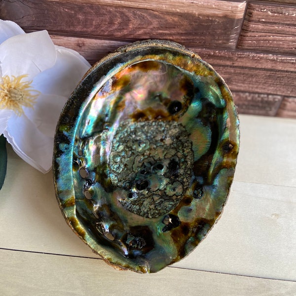 Abalone Shell - Etsy