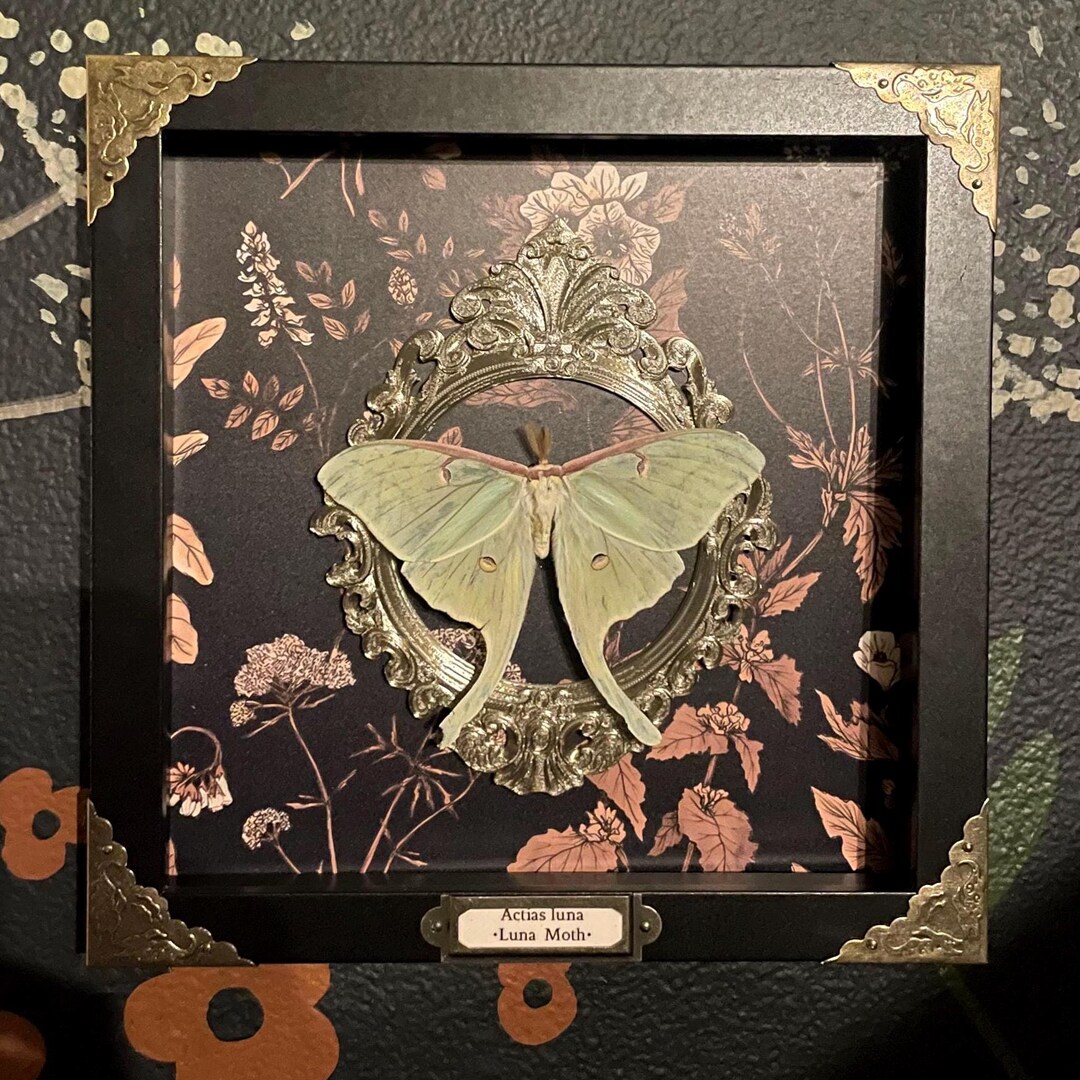 Framed Luna Moth - Etsy