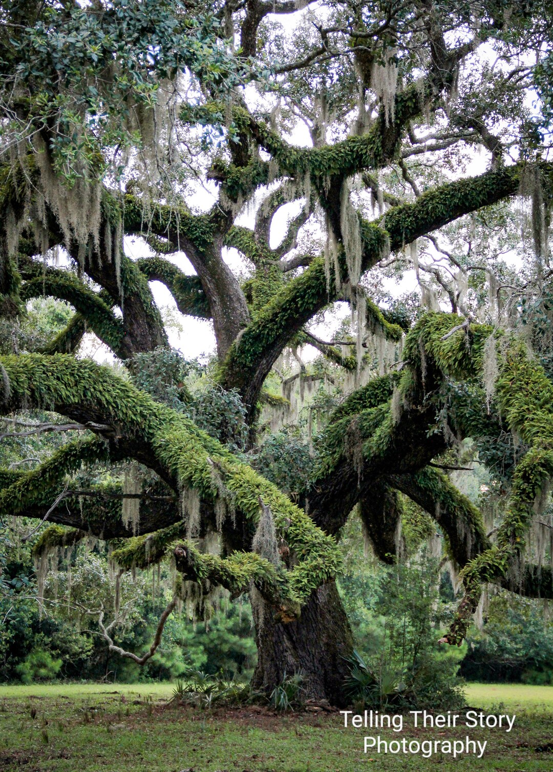 FRAMED Portrait Live Oak Tree Angel Oak Photographic Print Beaufort SC ...