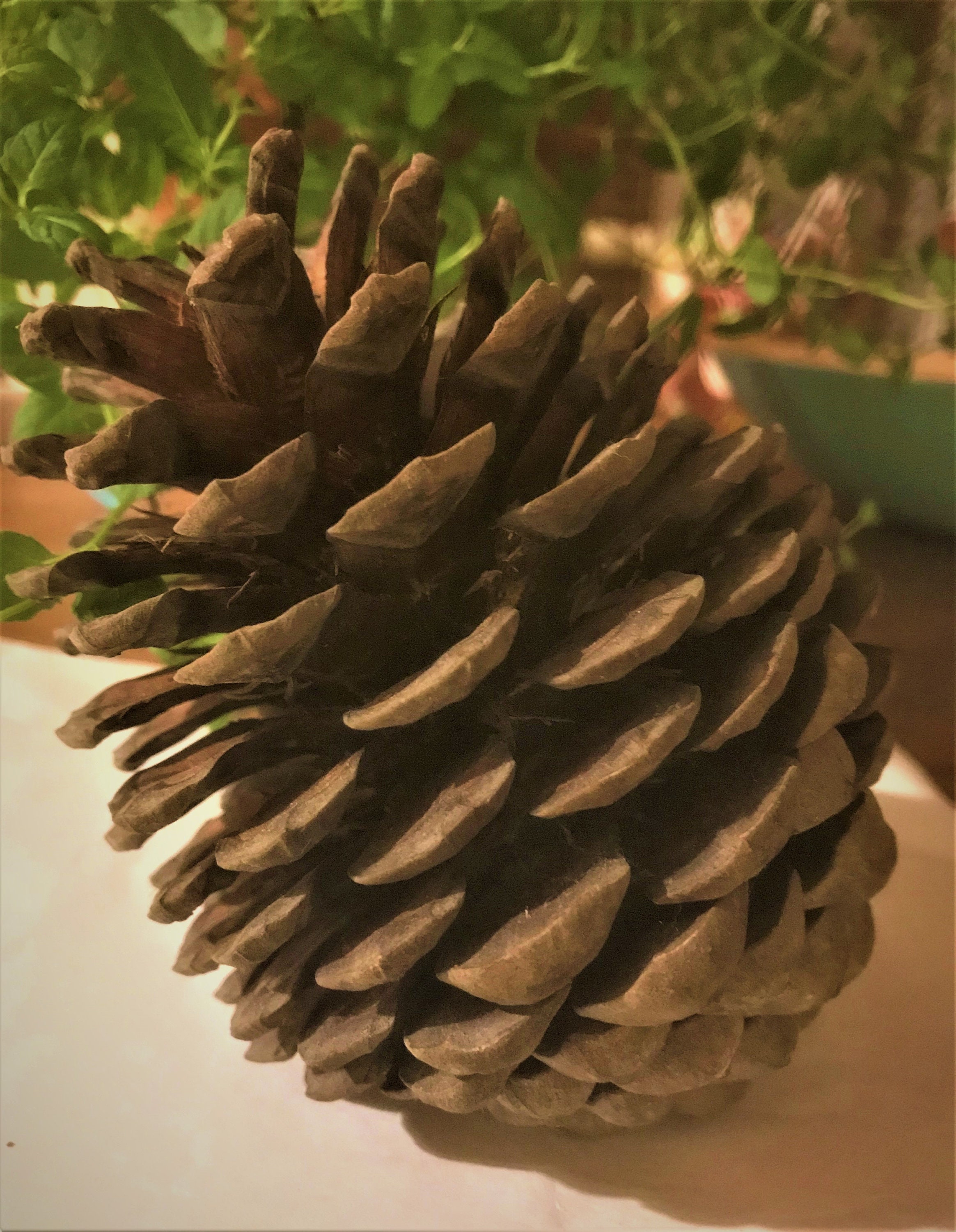 Large Natural and Rustic Fir Cones - Etsy