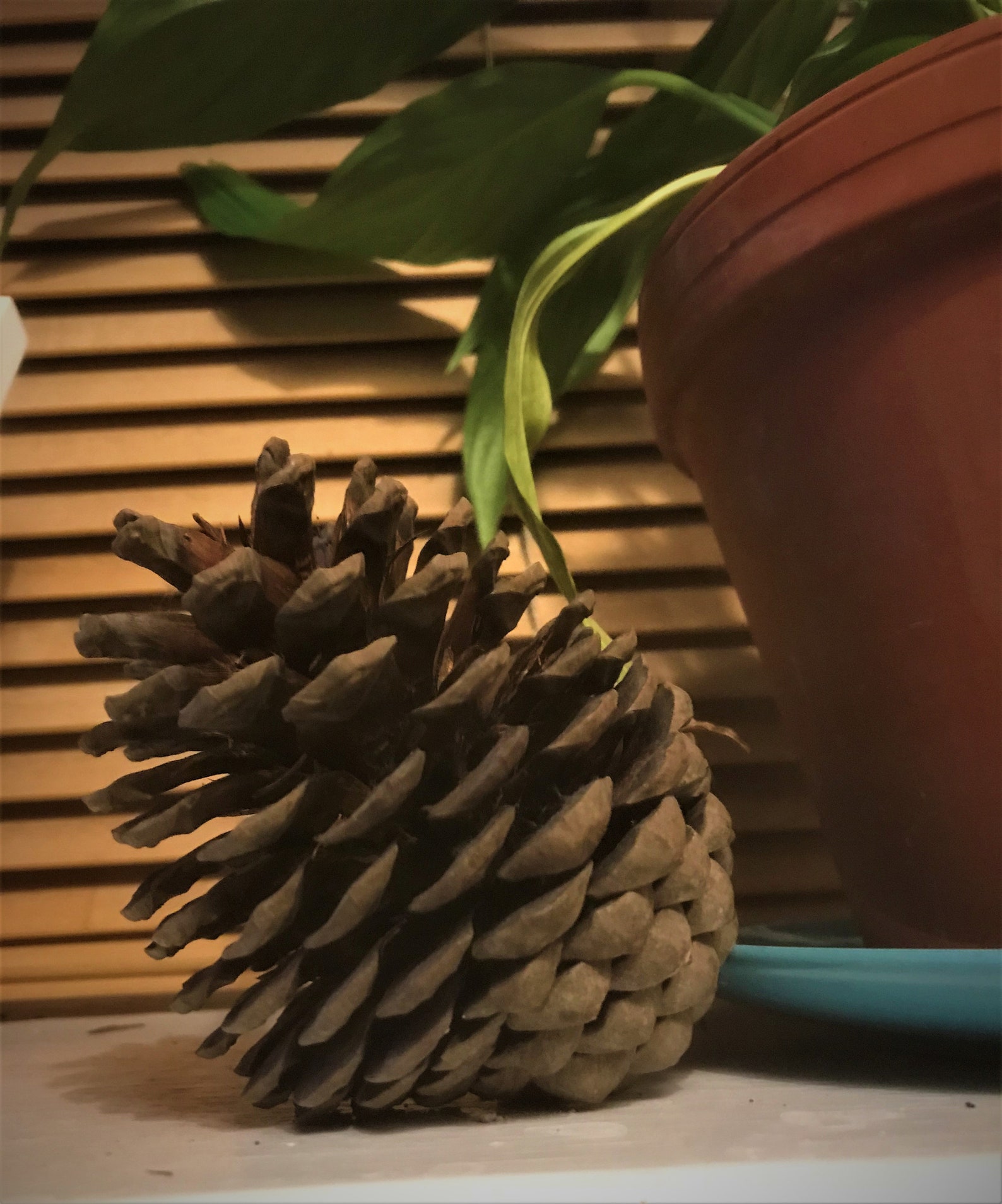 Large Natural and Rustic Fir Cones - Etsy