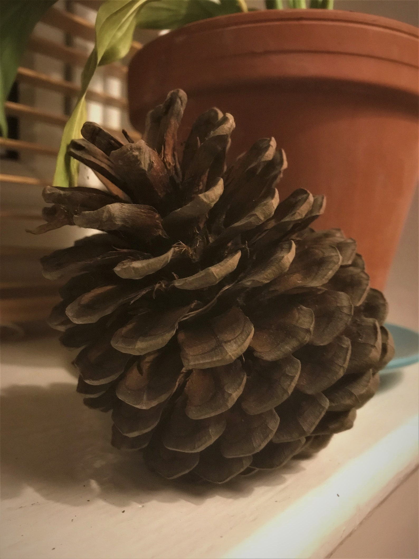 Large Natural and Rustic Fir Cones - Etsy