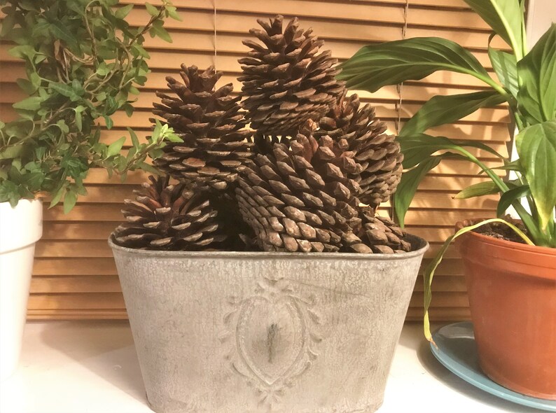 Large Natural and Rustic Fir Cones - Etsy