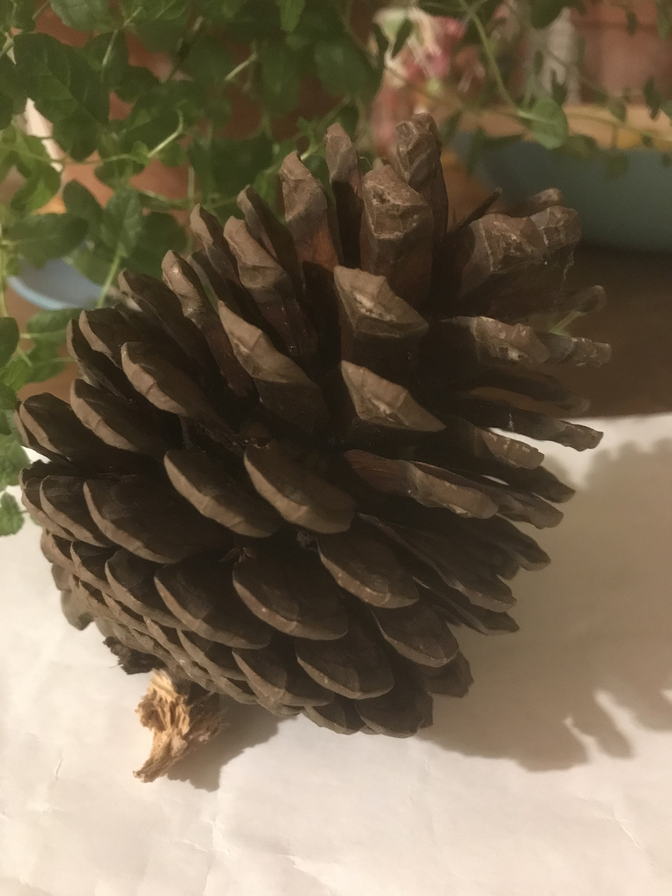Large Natural and Rustic Fir Cones - Etsy