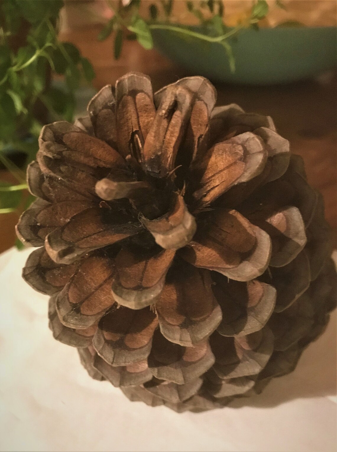 Large Natural and Rustic Fir Cones - Etsy
