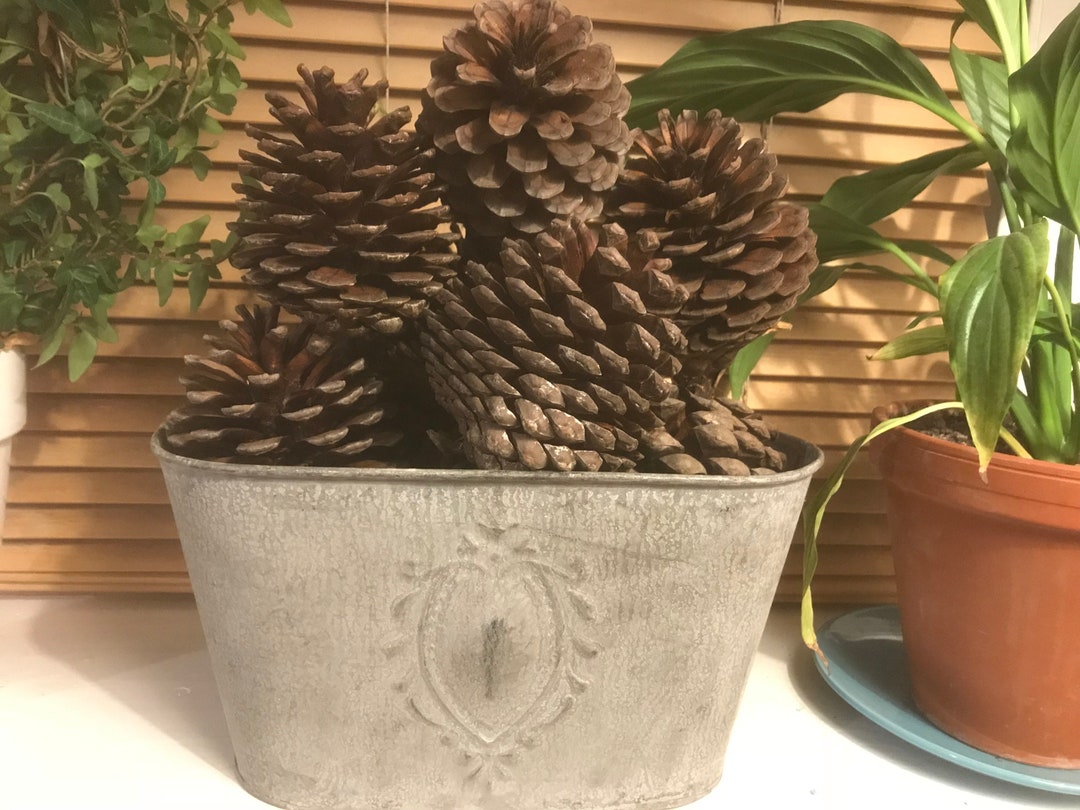 Large Natural and Rustic Fir Cones - Etsy