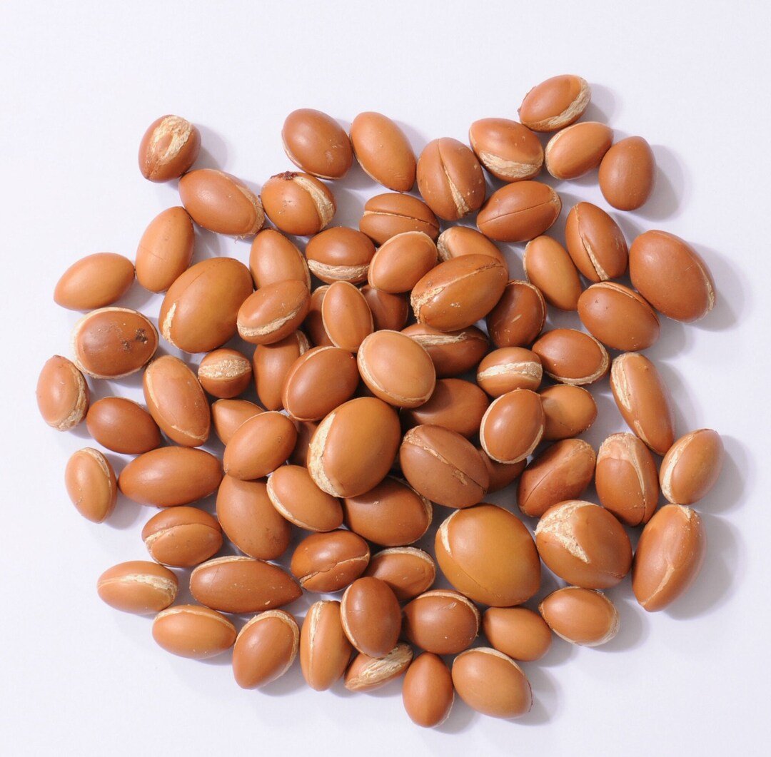 ARGAN 1 livre de nouvelles graines de récolte Argania Spinosa du Maroc ...