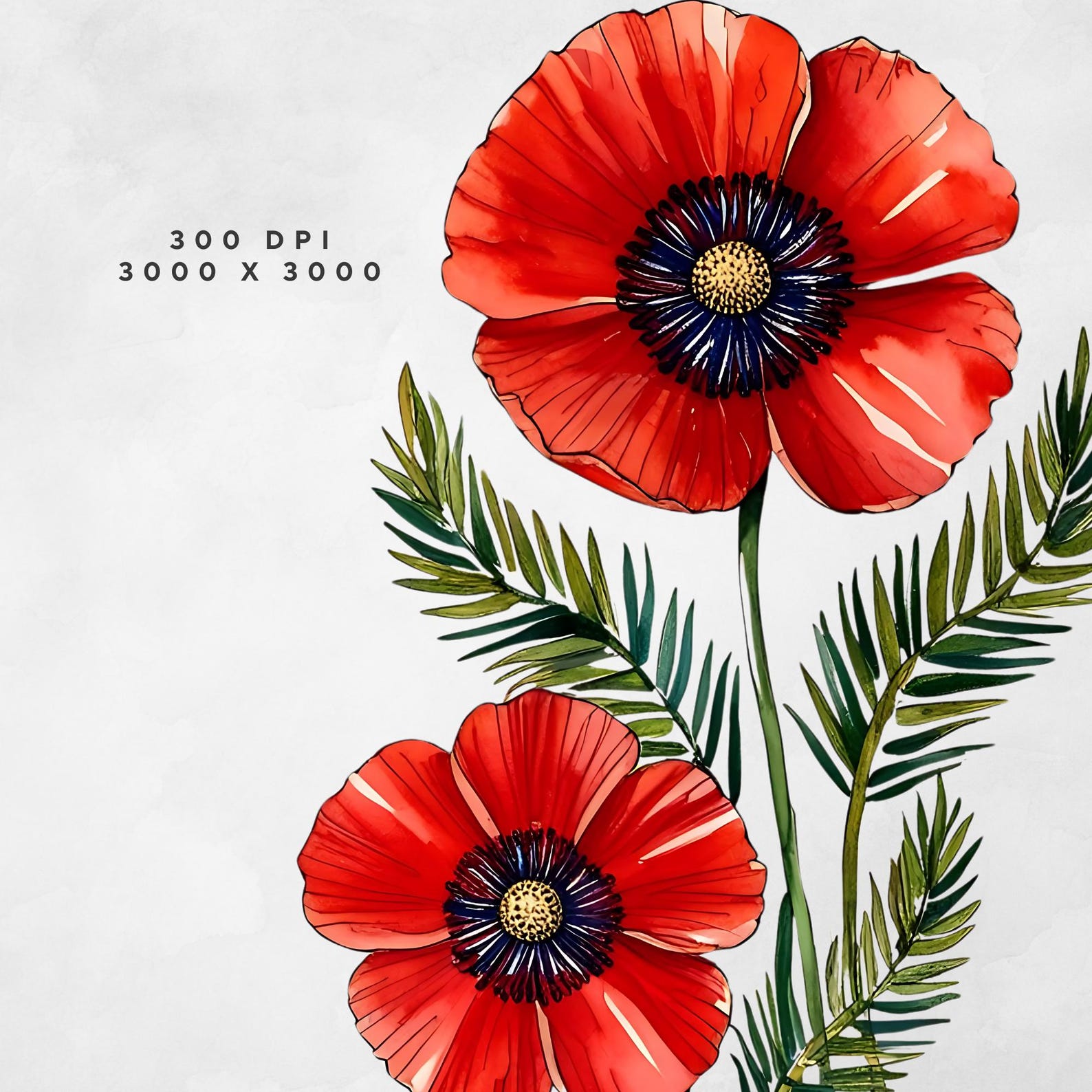 Red Poppy Watercolor Clipart | Floral PNG Illustrations (digital ...