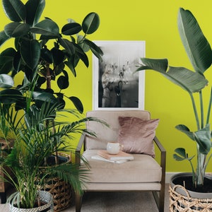 Chartreuse Solid Color Wallpaper - Peel and Stick Wallpaper or Non ...