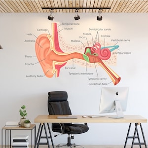 Human Ear Anatomy Wall Decals Hospital Wall Decals Ears Inner Structure ...