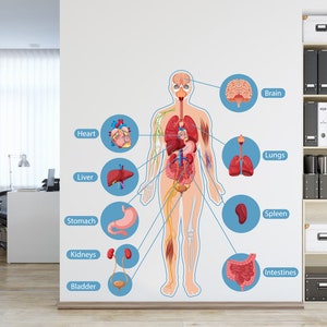 Human Body Anatomy Wall Decals Hospital Wall Decals Human Body ...