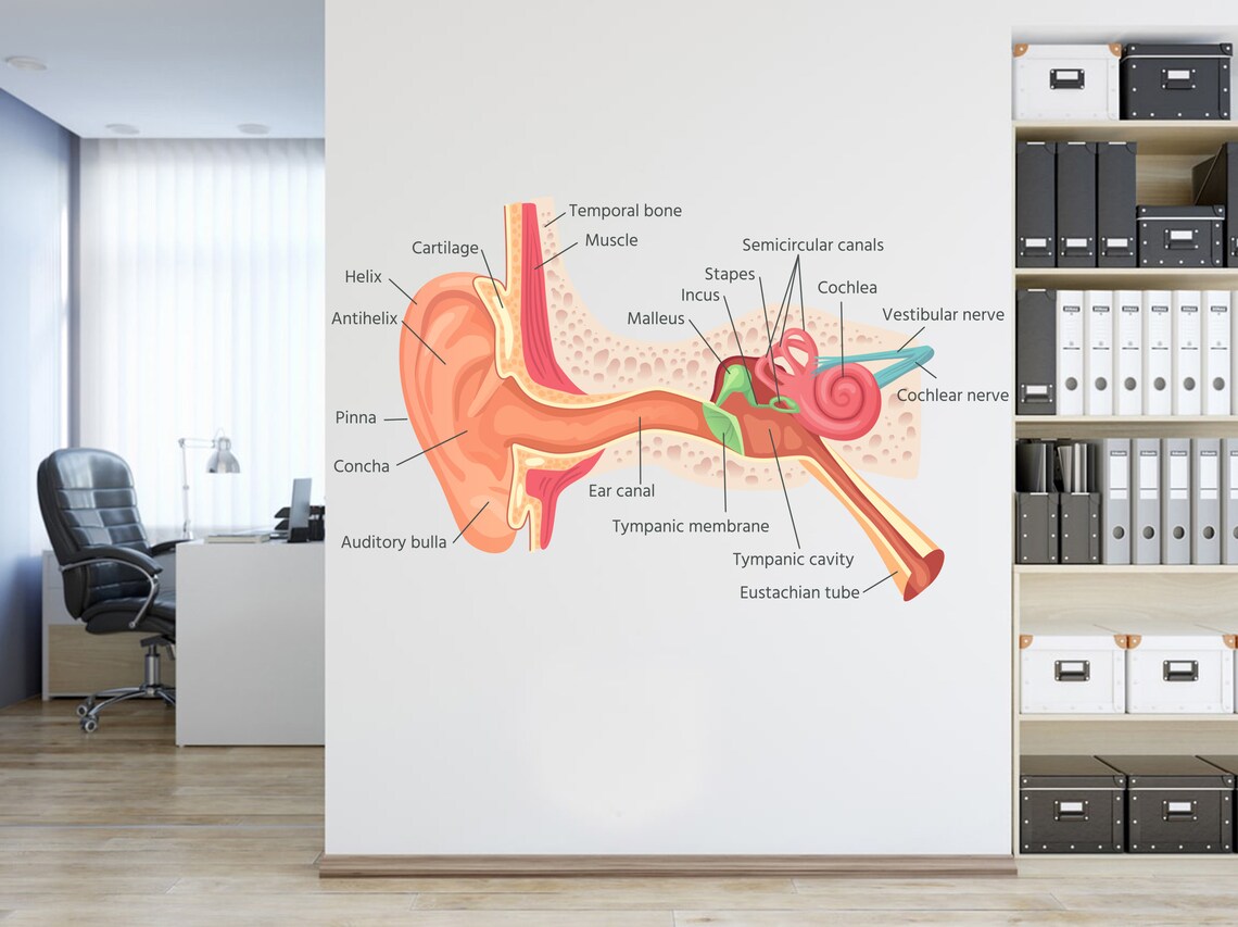 Human Ear Anatomy Wall Decals Hospital Wall Decals Ears Inner | Etsy