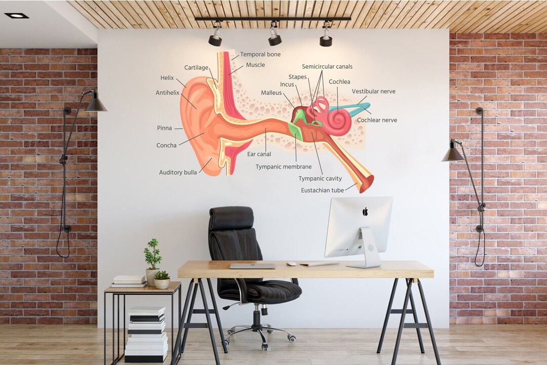 Human Ear Anatomy Wall Decals Hospital Wall Decals Ears Inner Structure ...