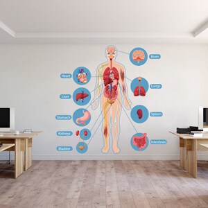 Human Body Anatomy Wall Decals Hospital Wall Decals Human Body ...