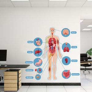 Human Body Anatomy Wall Decals Hospital Wall Decals Human Body ...