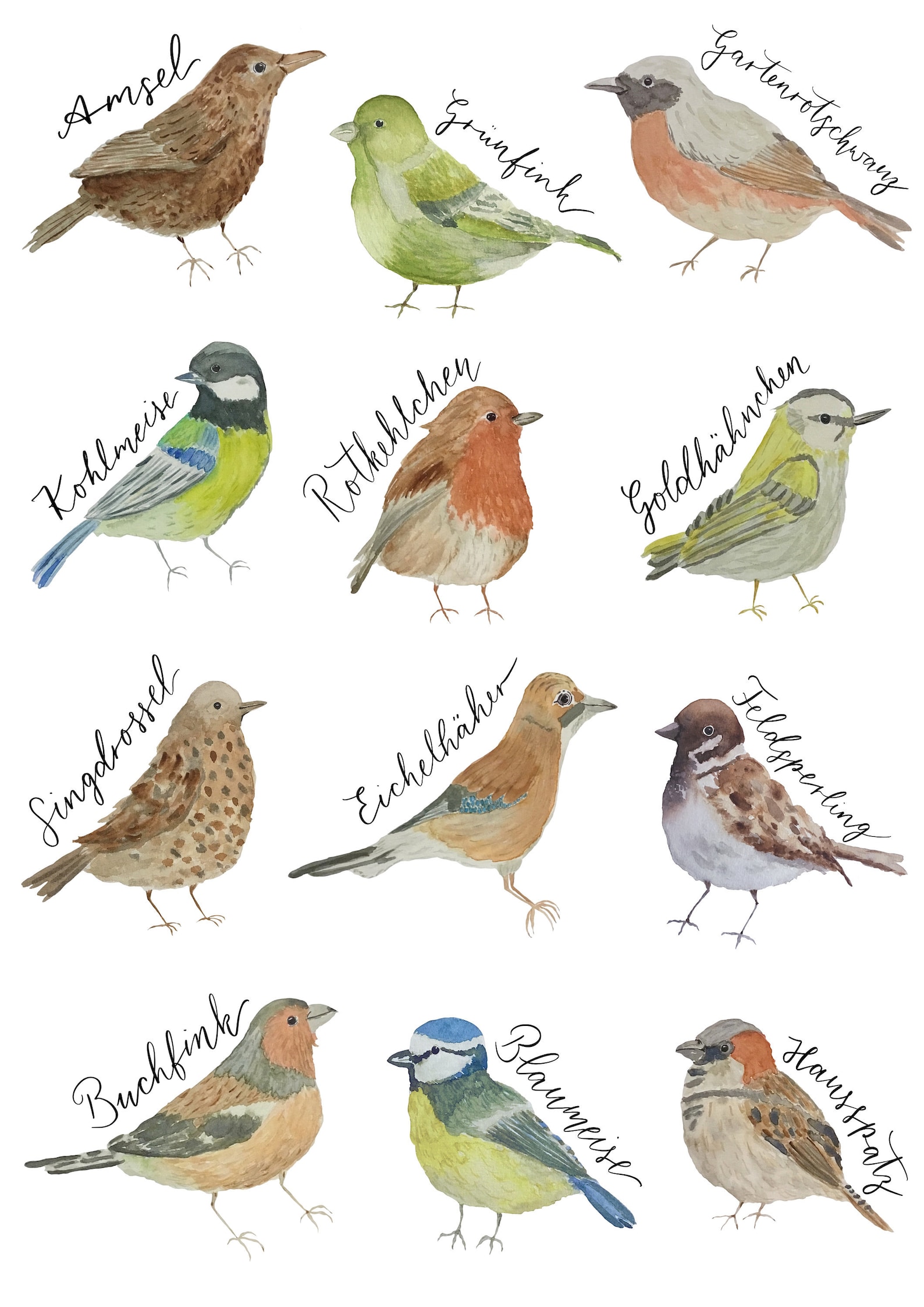 A4 Poster Heimische Vögel Gartenvögel Poster Poster Vögel - Etsy