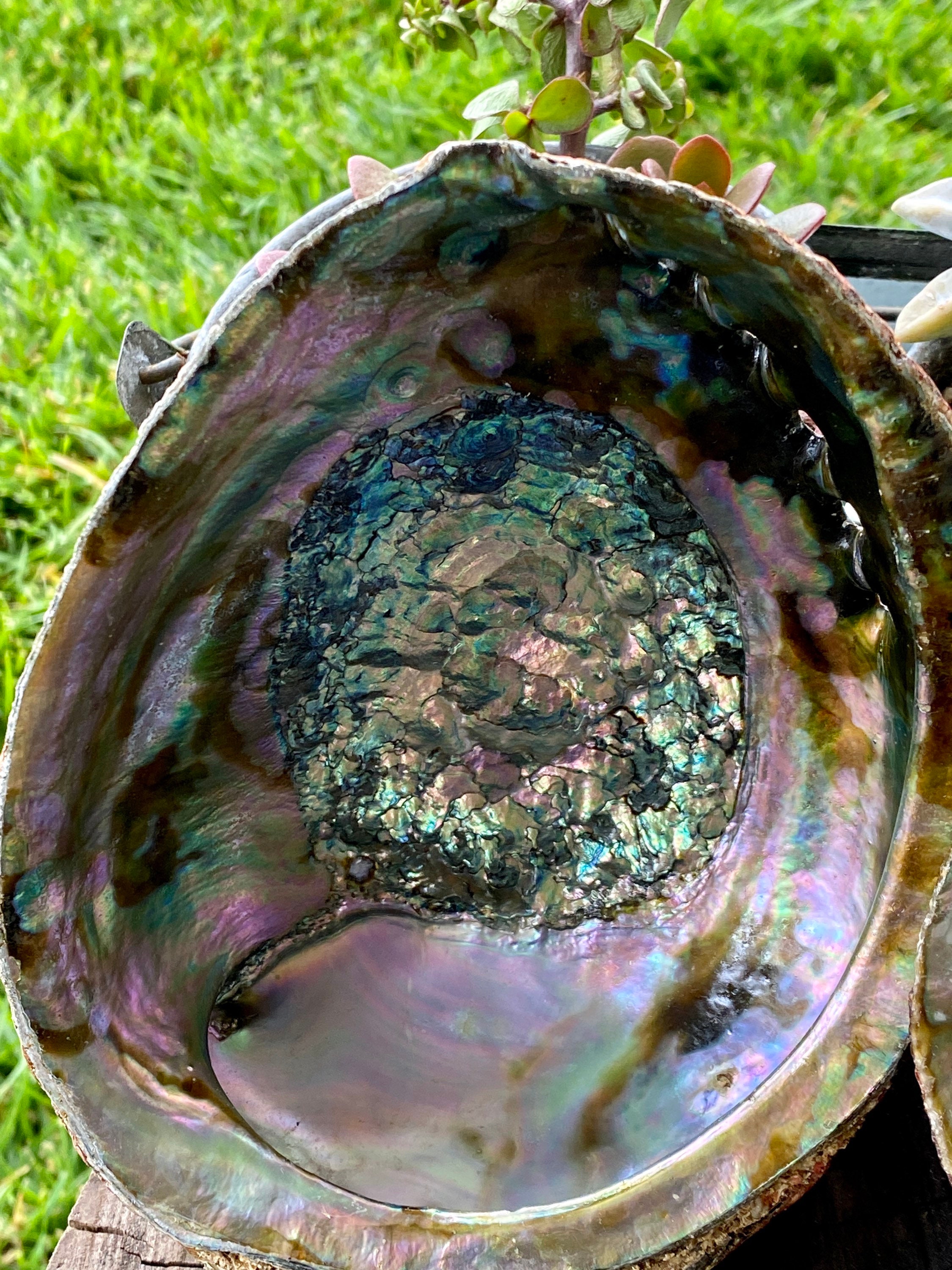 Abalone Shell 55.5 6 6.5 7 Smudge Bowl Cleansing an | Etsy