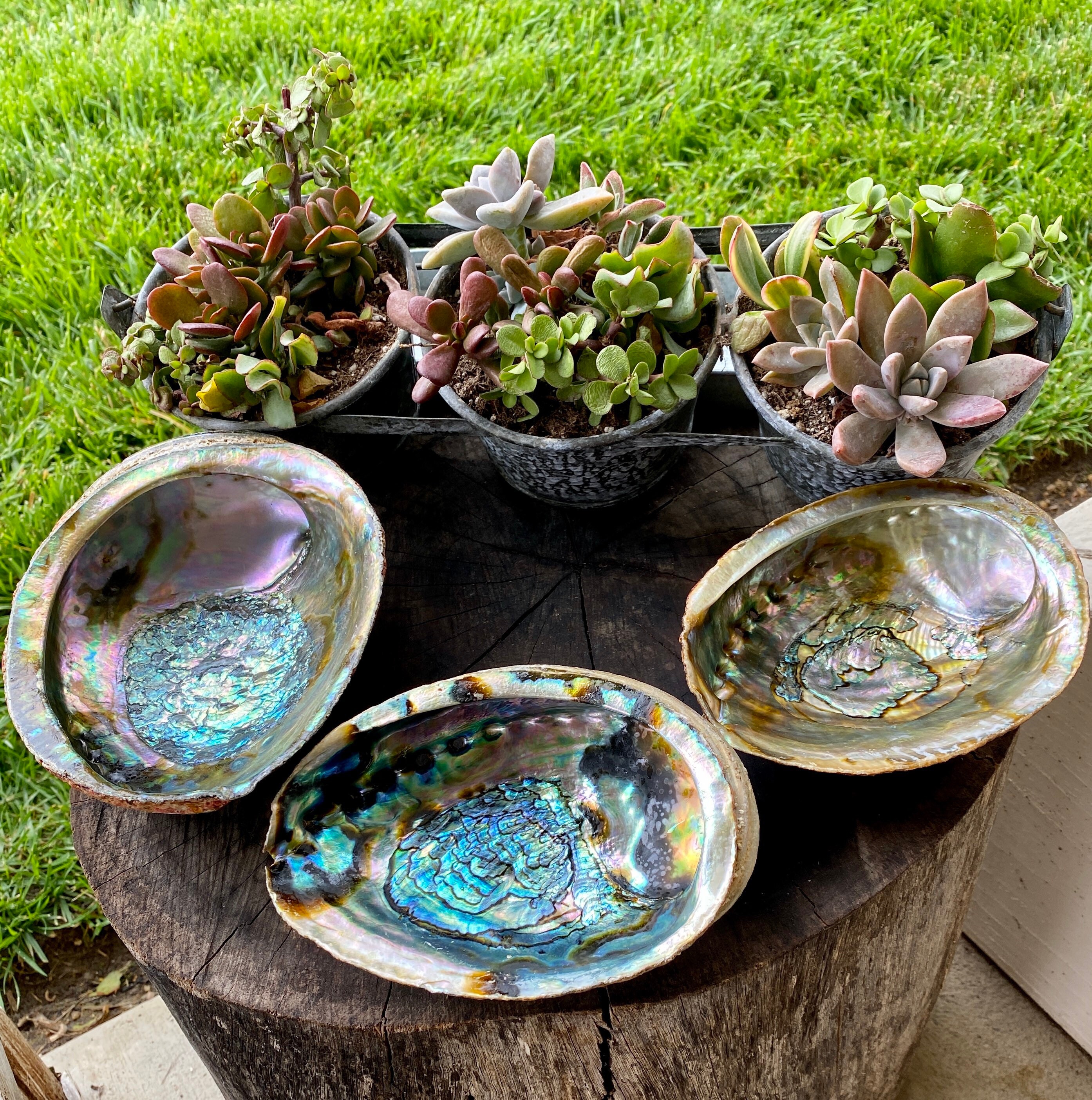 Abalone Shell 5”,5.5”, 6”, 6.5”, 7” Smudge Bowl, Cleansing an Smudging ...