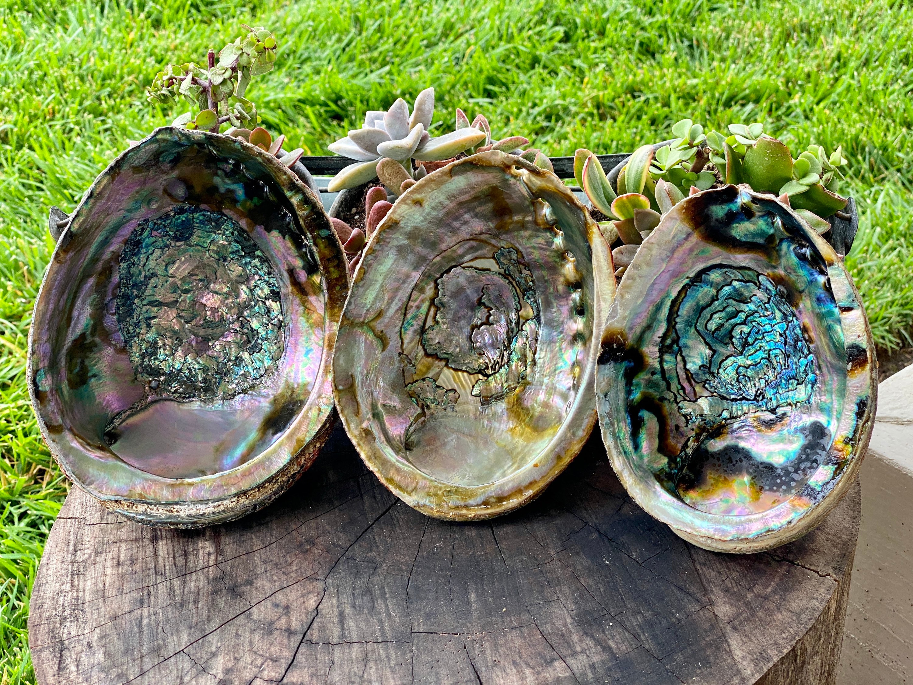 Abalone Shell 55.5 6 6.5 7 Smudge Bowl Cleansing an | Etsy
