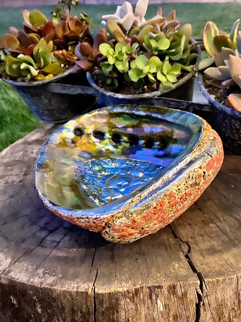 Abalone Shell, Large, Smudge Bowl, Cleansing an Smudging Seashell ...