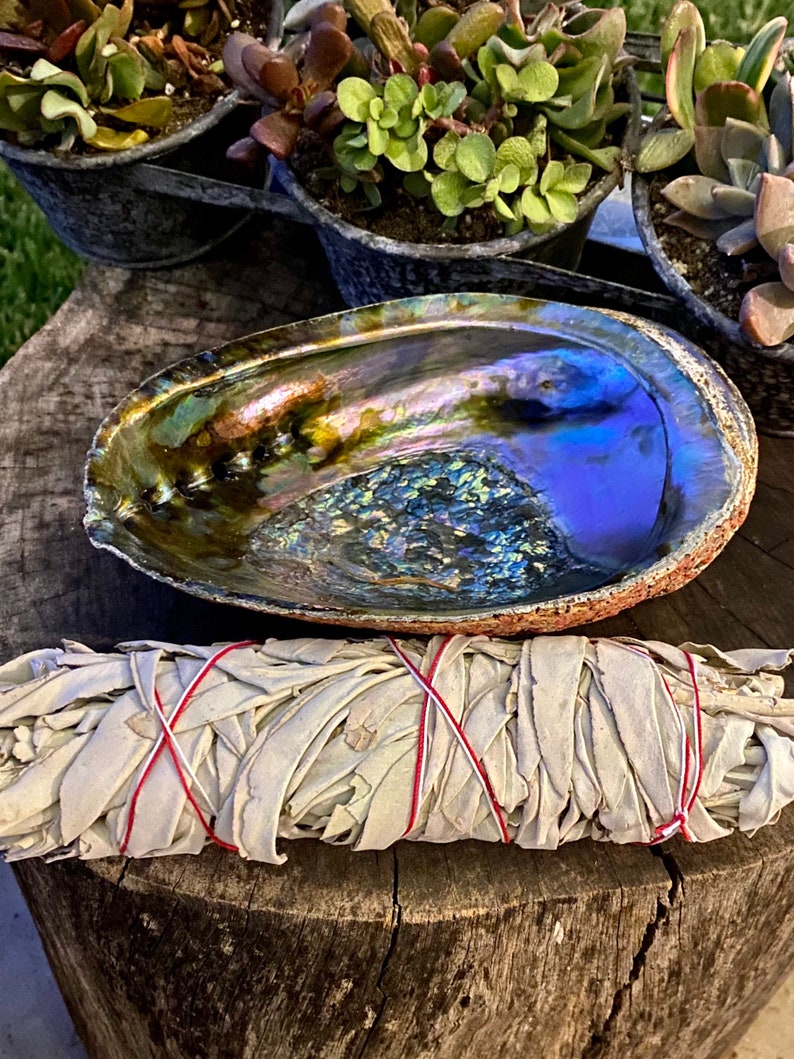 Abalone Shell Large Smudge Bowl Cleansing an Smudging - Etsy