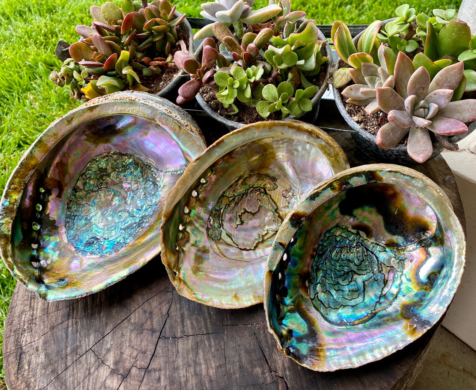 Abalone Shell 5”,5.5”, 6”, 6.5”, 7” Smudge Bowl, Cleansing an Smudging ...