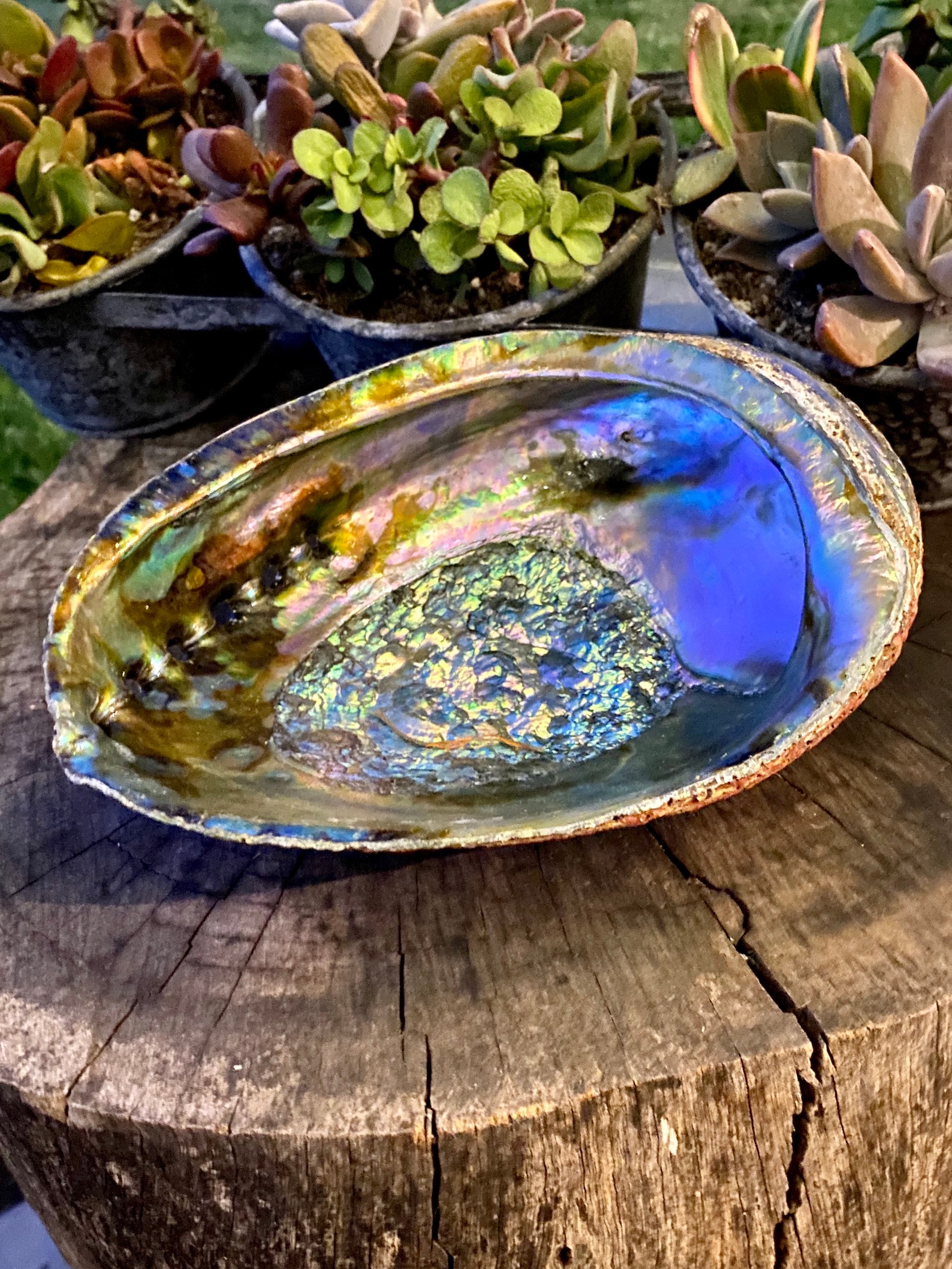 Abalone Shell Large Smudge Bowl Cleansing an Smudging - Etsy