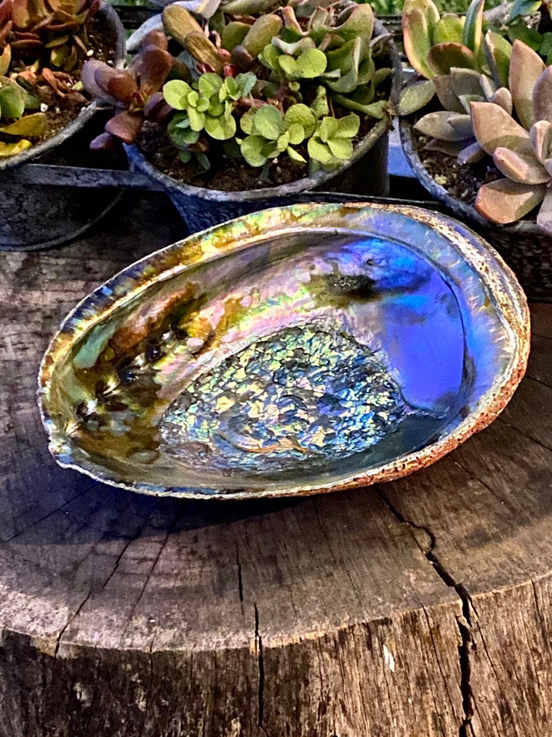 Abalone Shell Large Smudge Bowl Cleansing an Smudging - Etsy