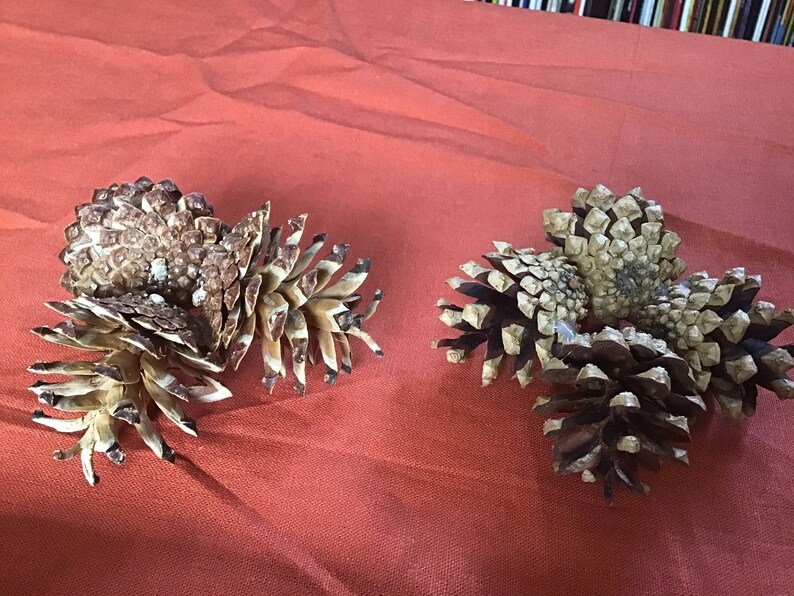 Pine Cone Tea Candle Holders - Etsy