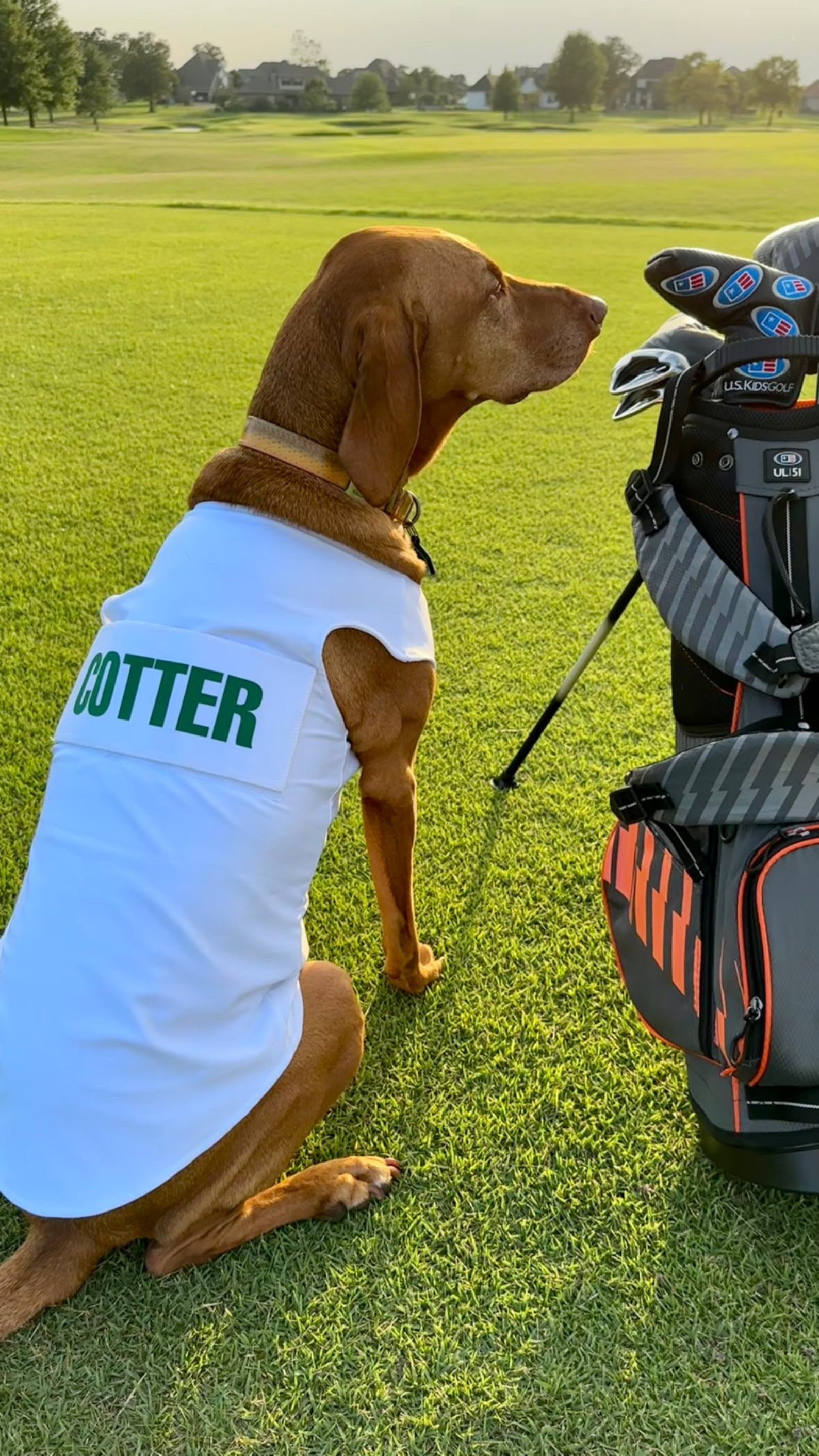 Golf Caddie Bib for Dogs With Name Badge on Back of Caddy Bibs White ...