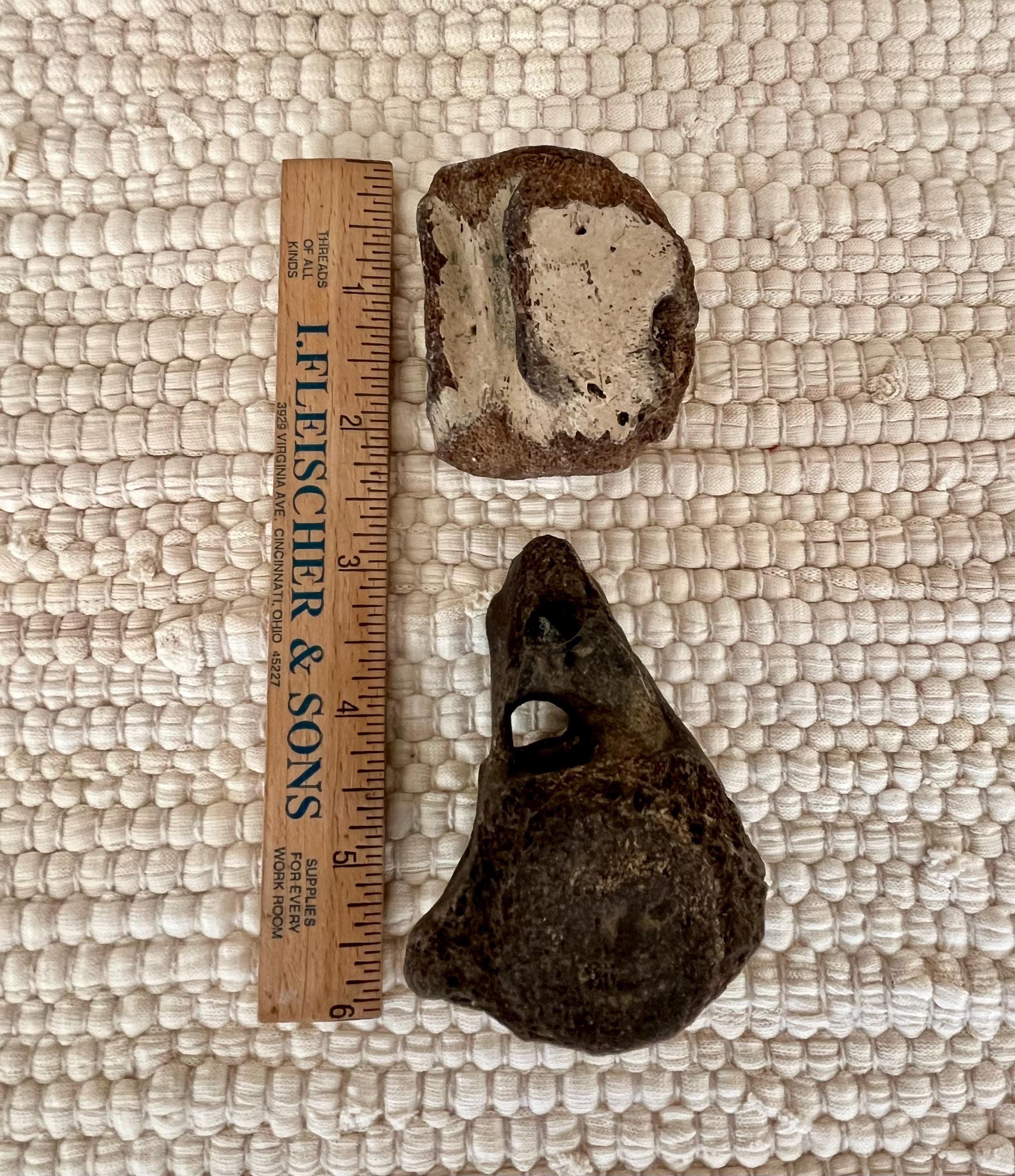 Dolphin Vertebrae Fossils - Etsy