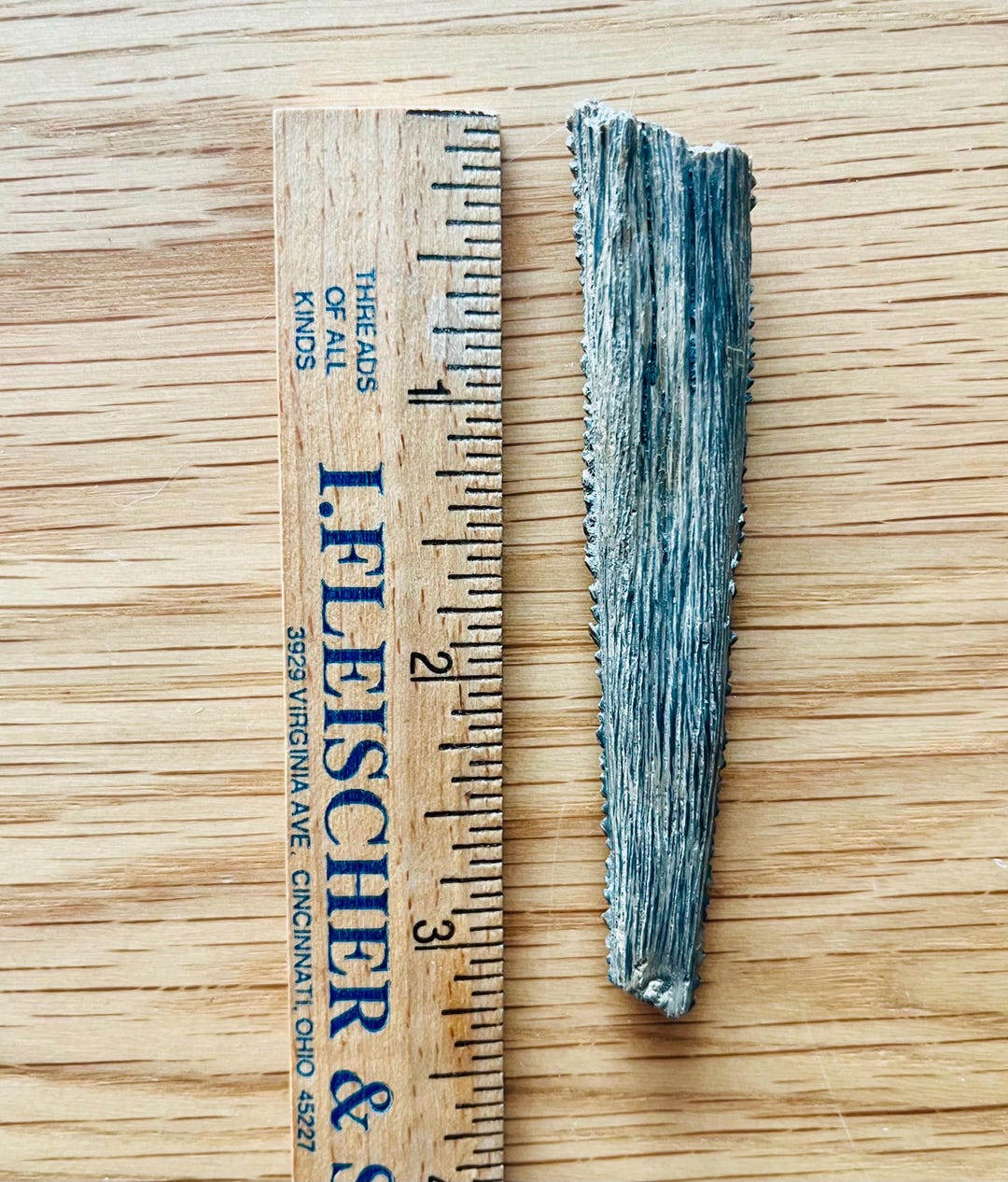 Stingray Barb Fossil - Etsy