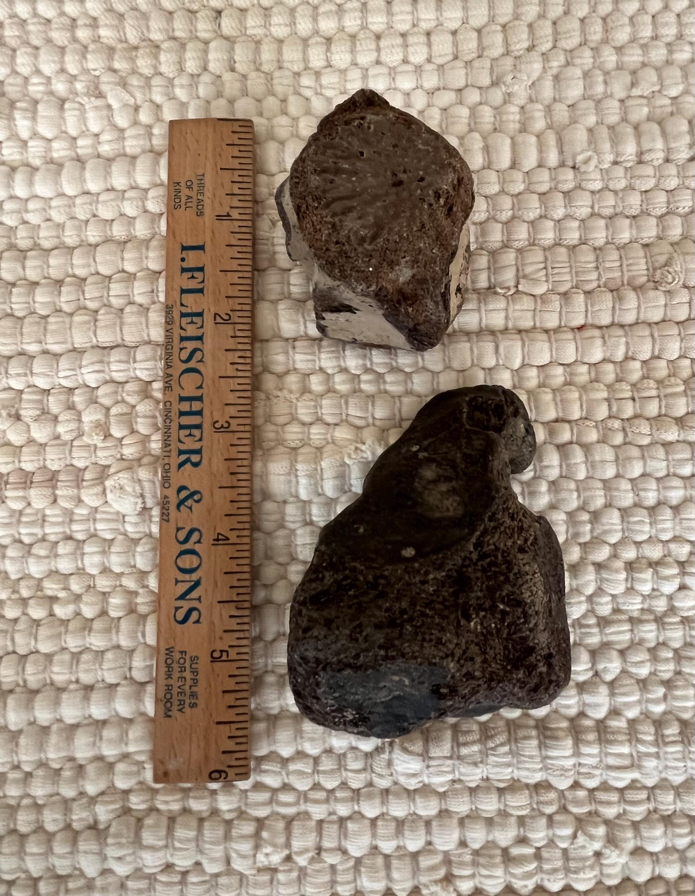 Dolphin Vertebrae Fossils - Etsy