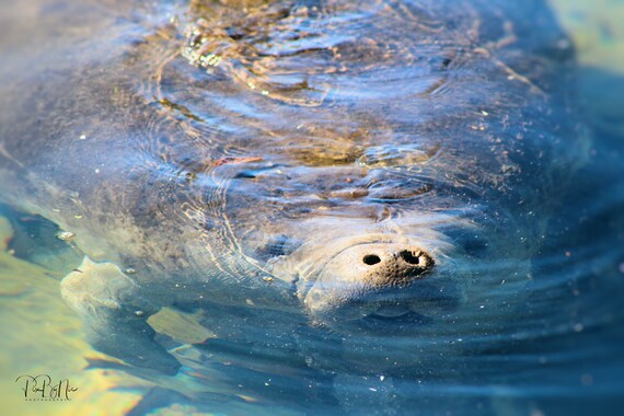 Manatee Smile